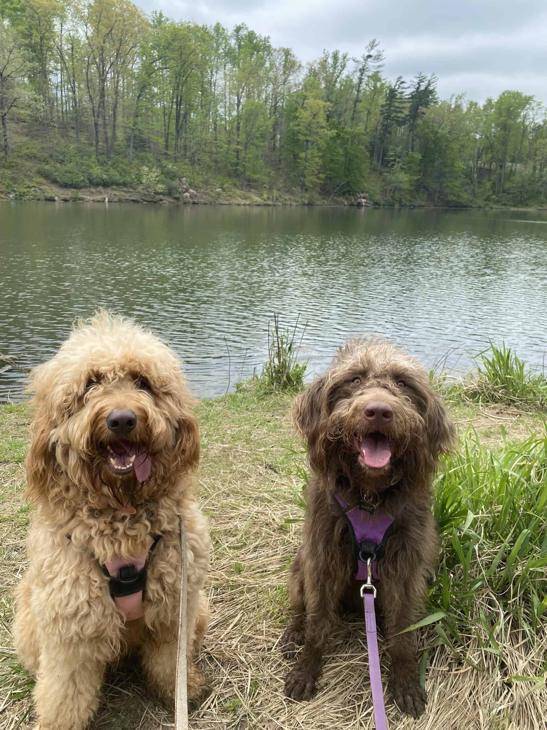 The Ins and Outs of Moving to France with Your Dogs | The American in Paris